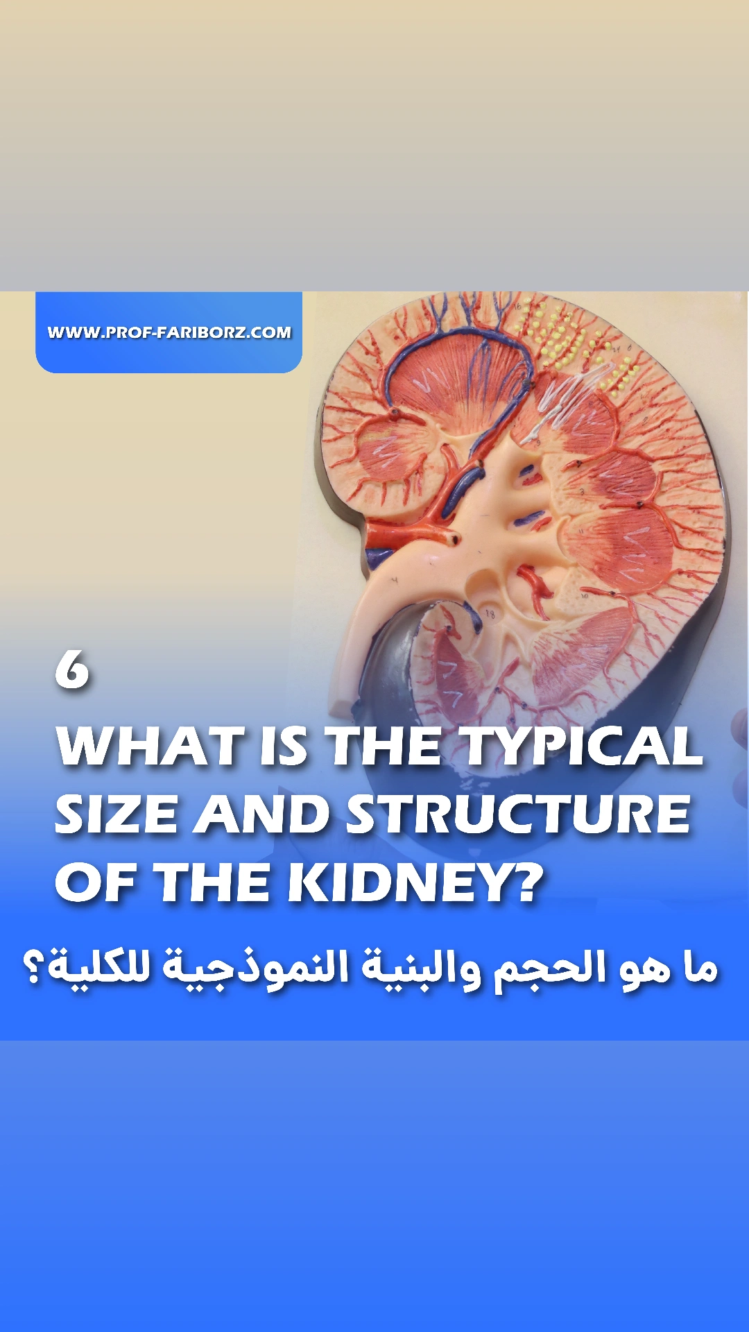 Video 6: What is the typical size and structure of the kidney ...