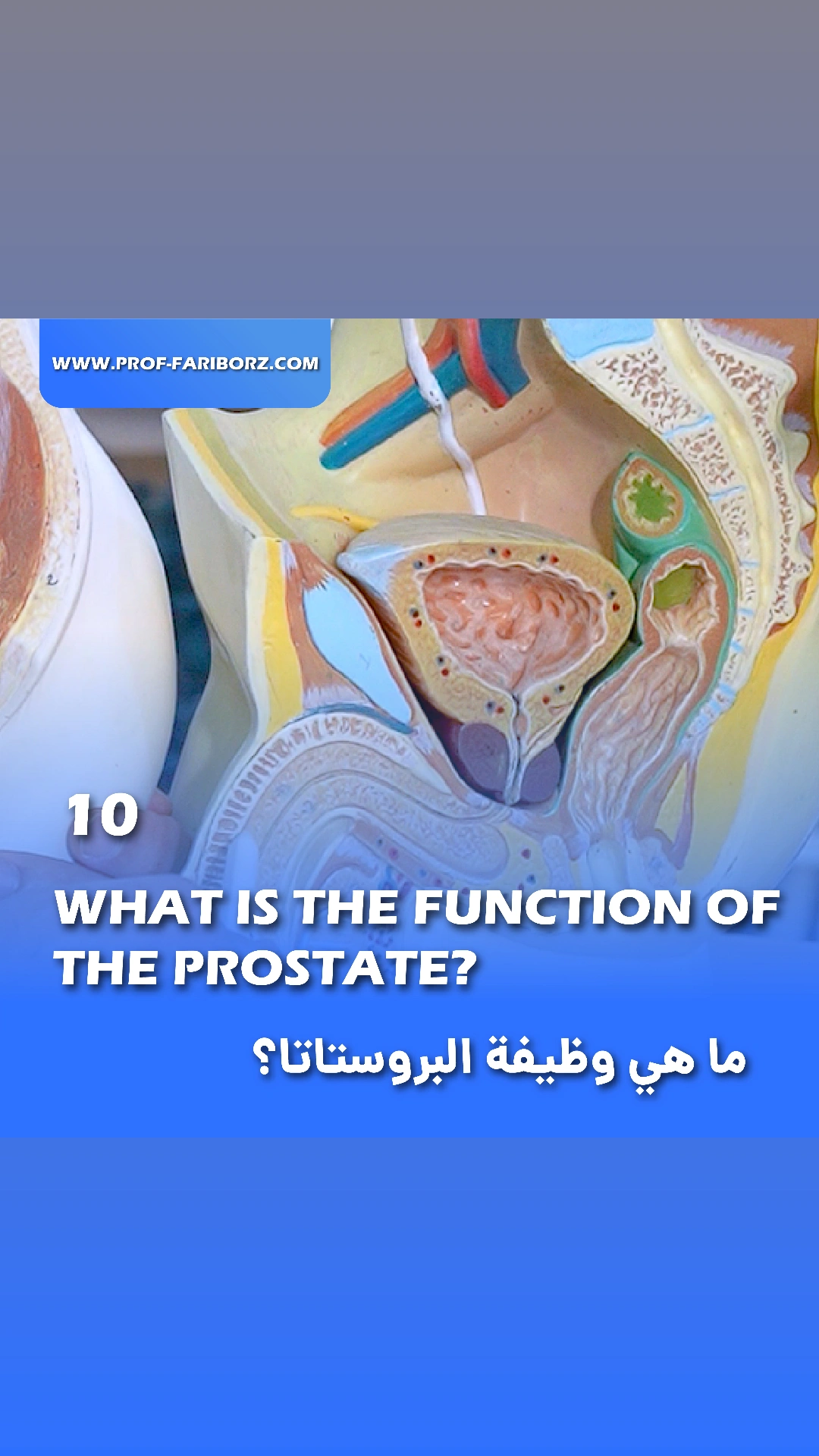 Video 10: What is the normal bladder capacity? - Professor Fariborz Bagheri